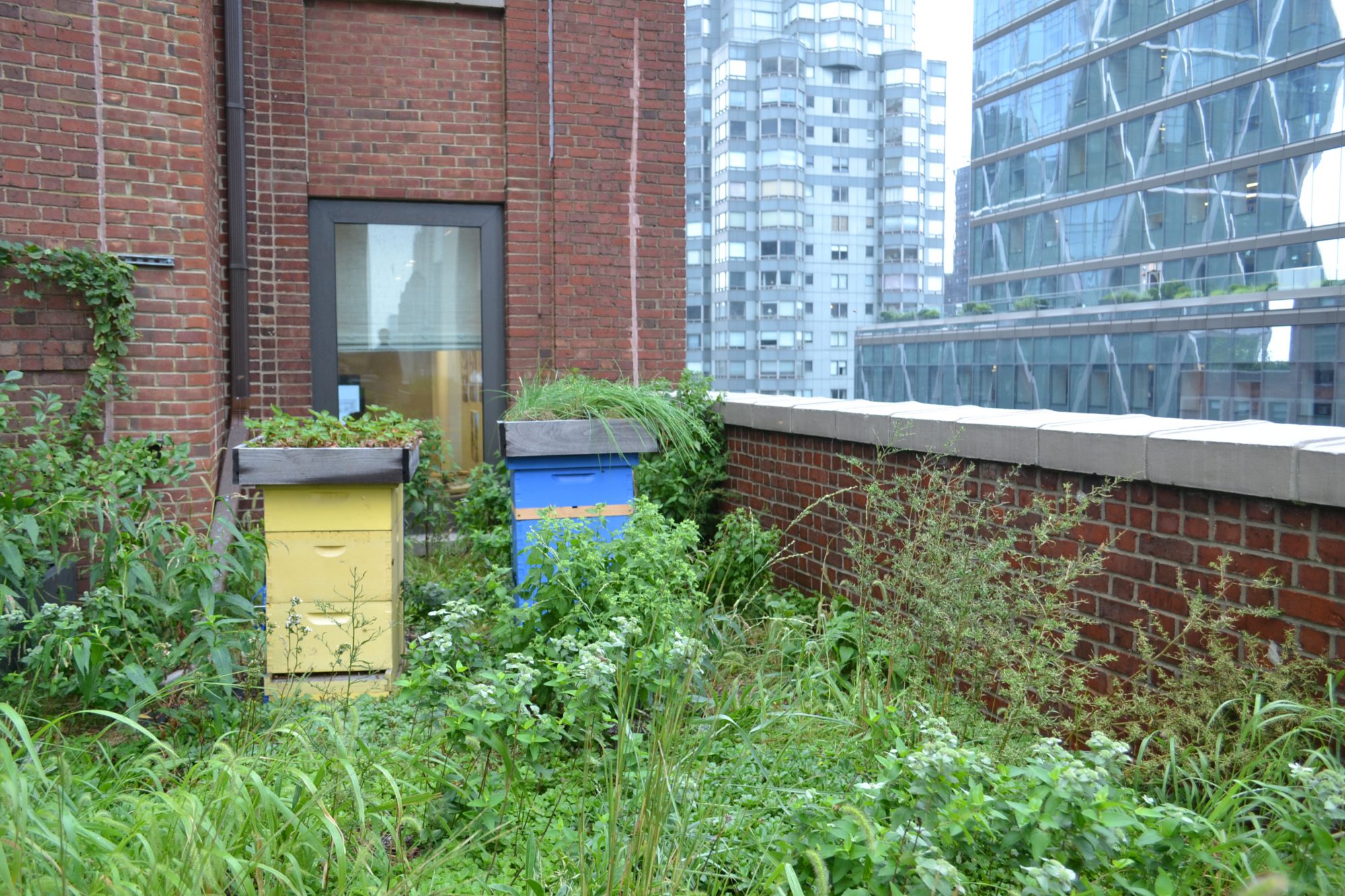 This Manhattan Architecture Firm Keeps a Bee Colony at Their Office ...